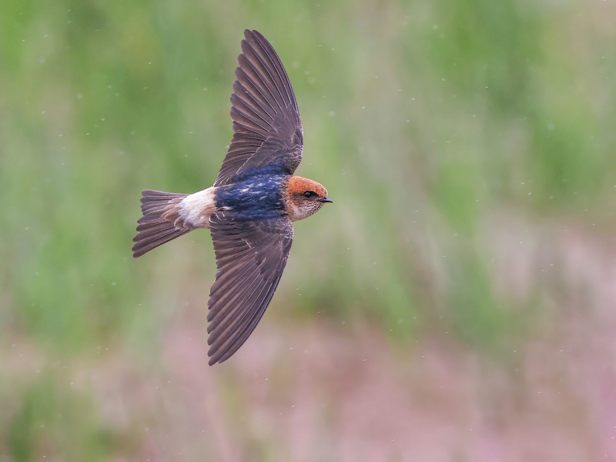 Fairy Martin - Petrochelidon ariel - Birds of the World