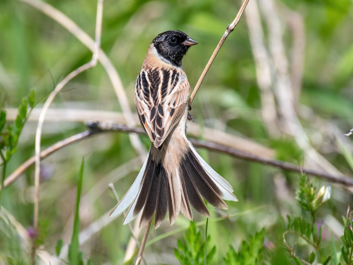 Ochre-rumped Bunting - Emberiza yessoensis - Birds of the World