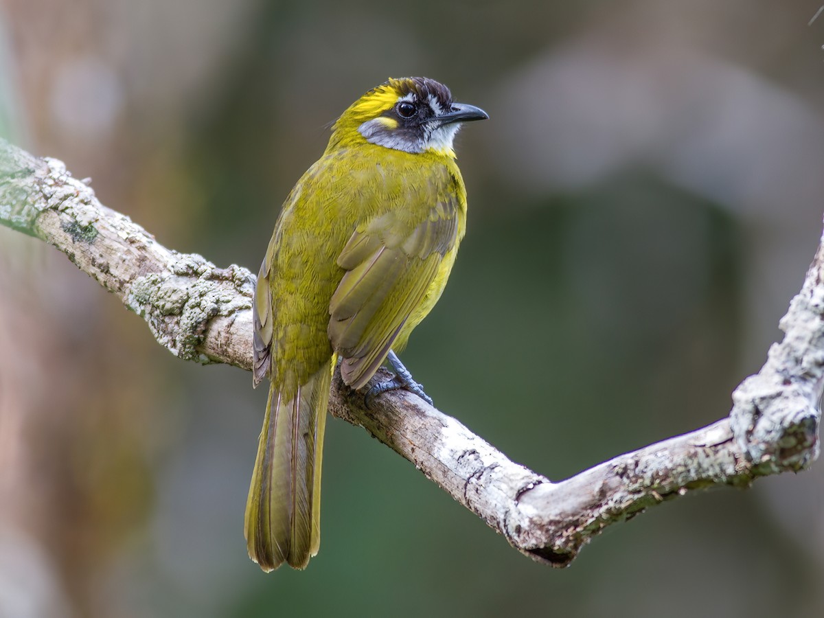 Yellow-eared Bulbul - Pycnonotus penicillatus - Birds of the World