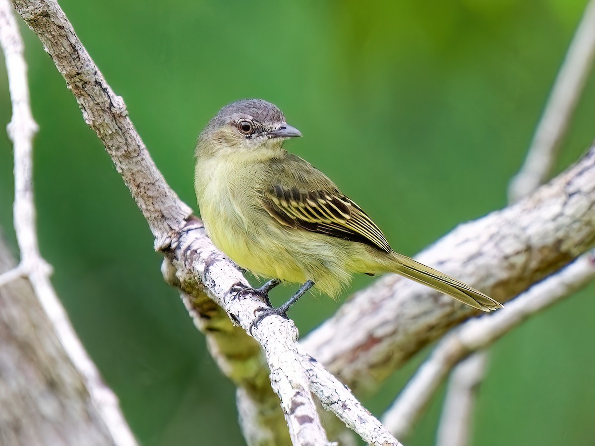Slender-footed Tyrannulet - Zimmerius gracilipes - Birds of the World