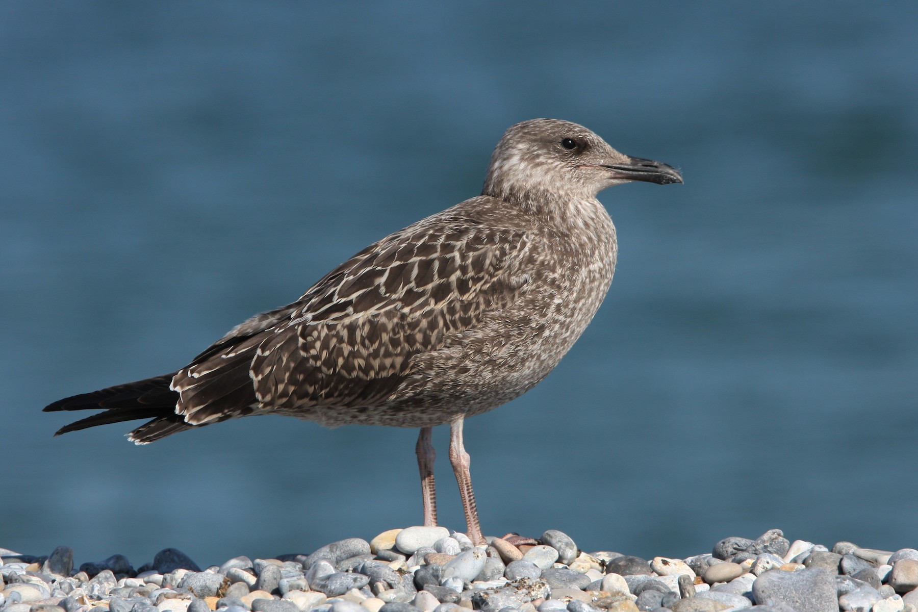 Lesser Black-backed Gull (intermedius) - eBird
