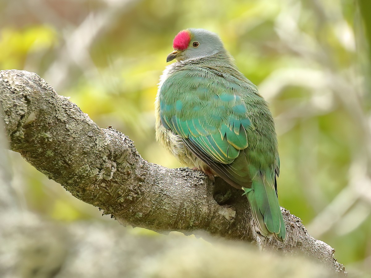 Henderson Island Fruit-Dove - Ptilinopus insularis - Birds of the World