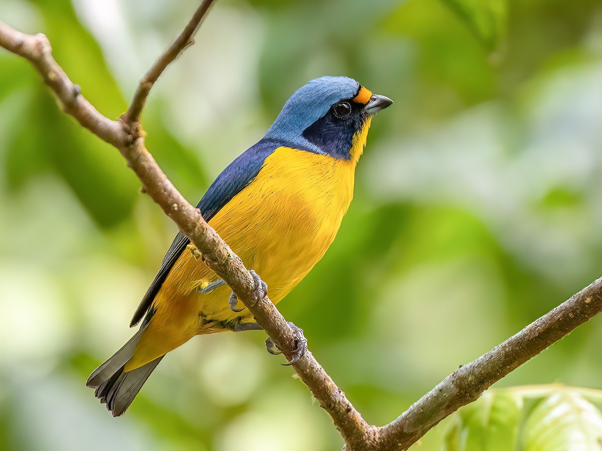 Puerto Rican Euphonia - Chlorophonia sclateri - Birds of the World