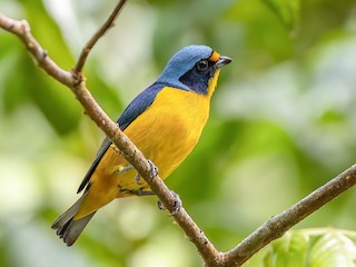 Puerto Rican Euphonia - Chlorophonia sclateri - Birds of the World
