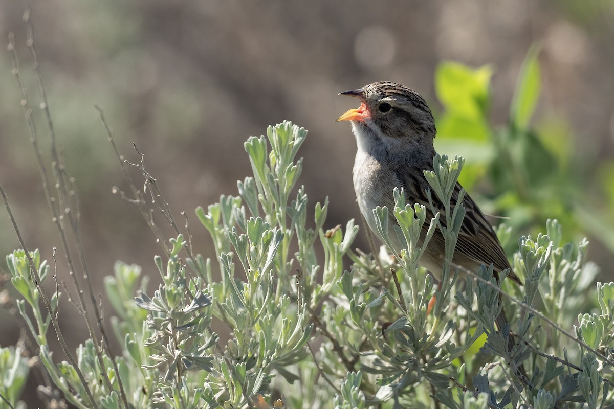 Clay-colored x Brewer's Sparrow (hybrid) - eBird