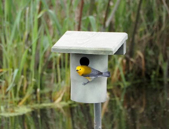 Pennsylvania Bird Atlas - Discover a new world of birding...