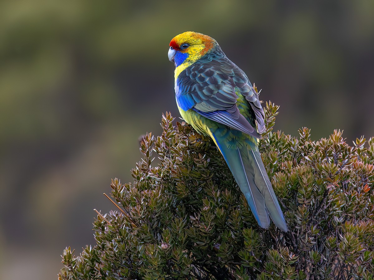 Green Rosella - Platycercus caledonicus - Birds of the World
