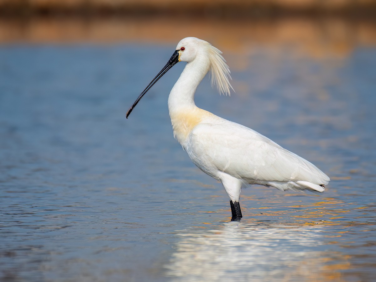 Eurasian Spoonbill - Platalea leucorodia - Birds of the World