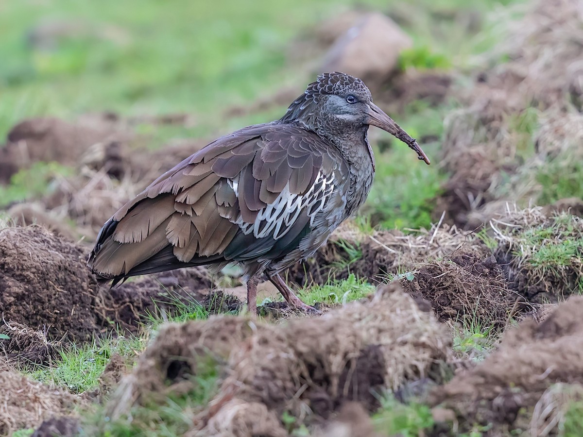 Wattled Ibis - Bostrychia carunculata - Birds of the World