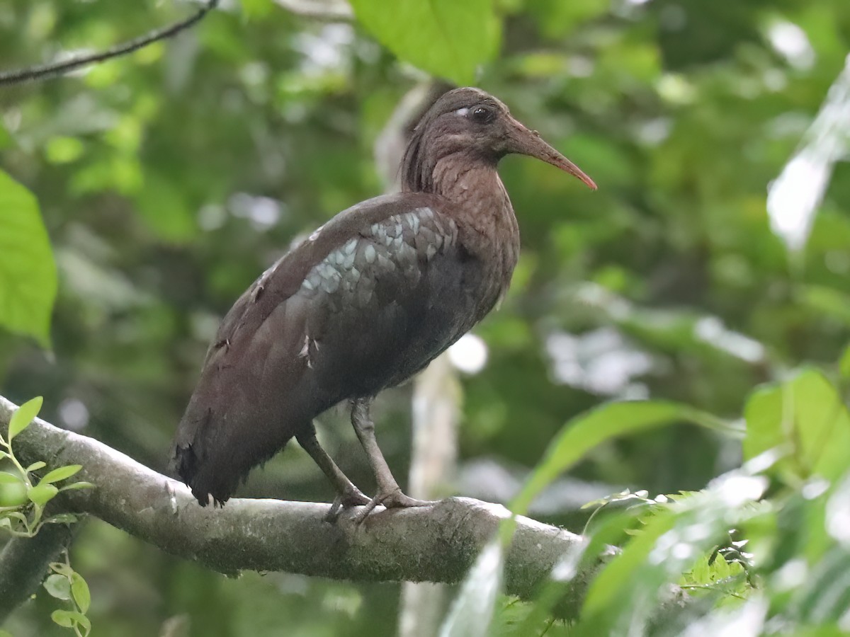 Sao Tome Ibis - Bostrychia bocagei - Birds of the World