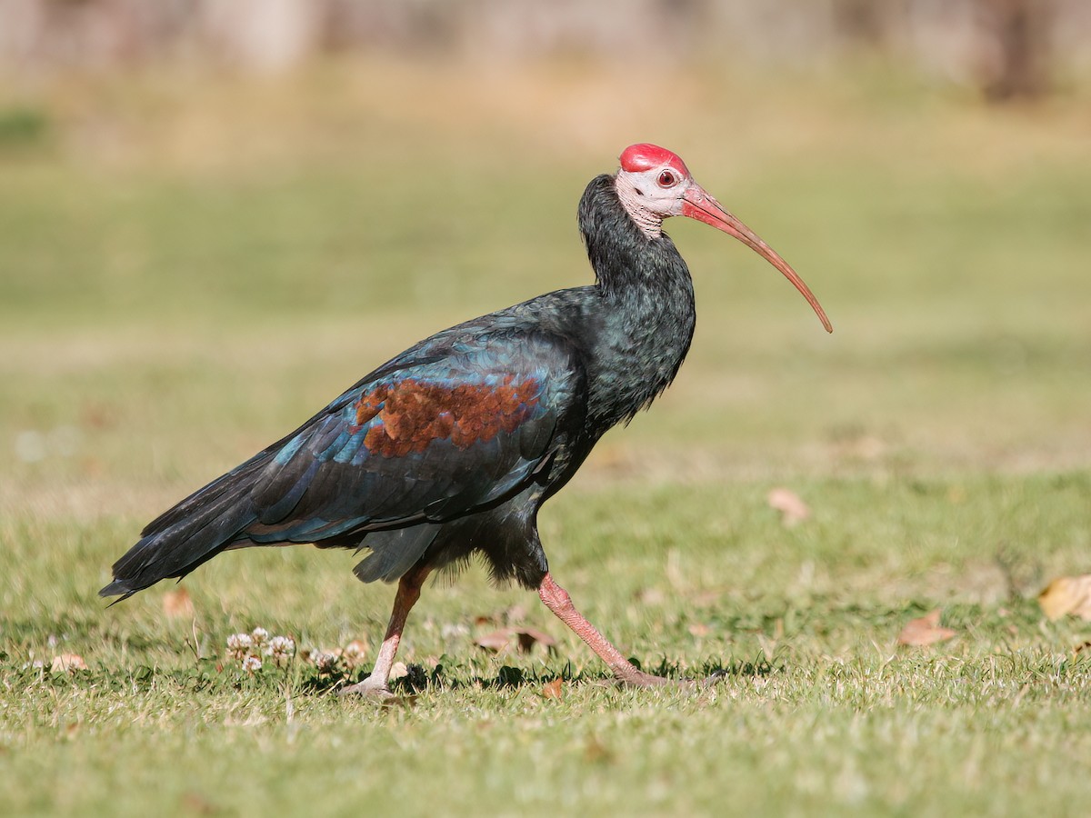 Southern Bald Ibis - Geronticus calvus - Birds of the World