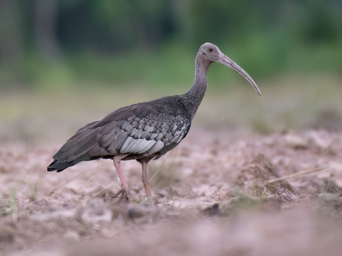 Giant Ibis - Pseudibis gigantea - Birds of the World