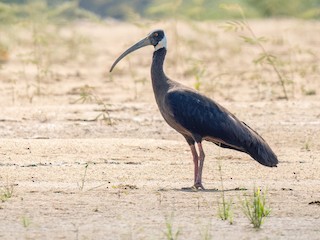 White-shouldered Ibis - Pseudibis davisoni - Birds of the World