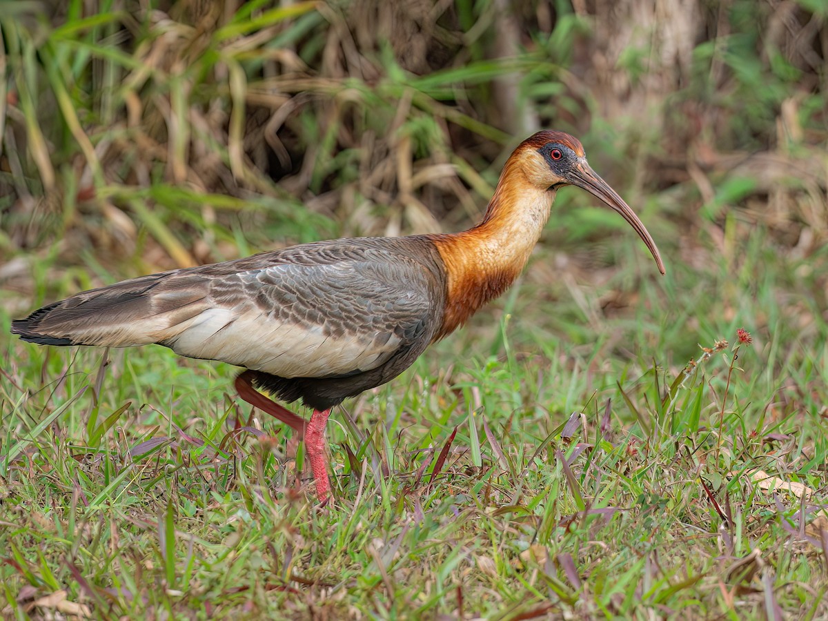 Buff-necked Ibis - Theristicus caudatus - Birds of the World