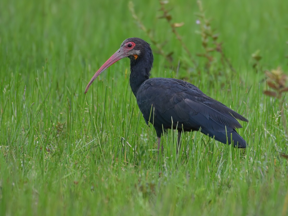 Sharp-tailed Ibis - Cercibis oxycerca - Birds of the World