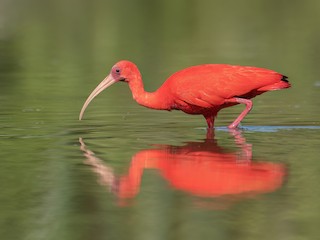Scarlet Ibis - Eudocimus ruber - Birds of the World
