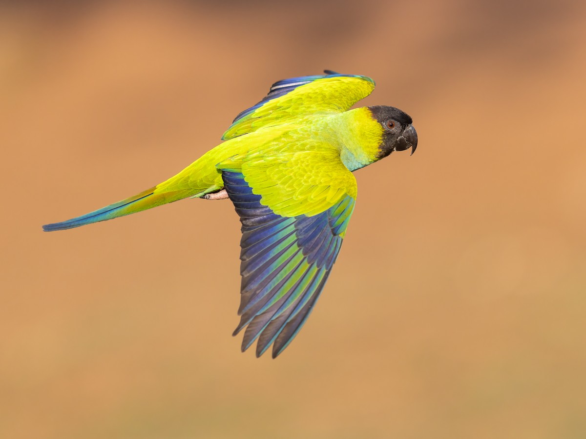 Nanday Parakeet - Aratinga nenday - Birds of the World