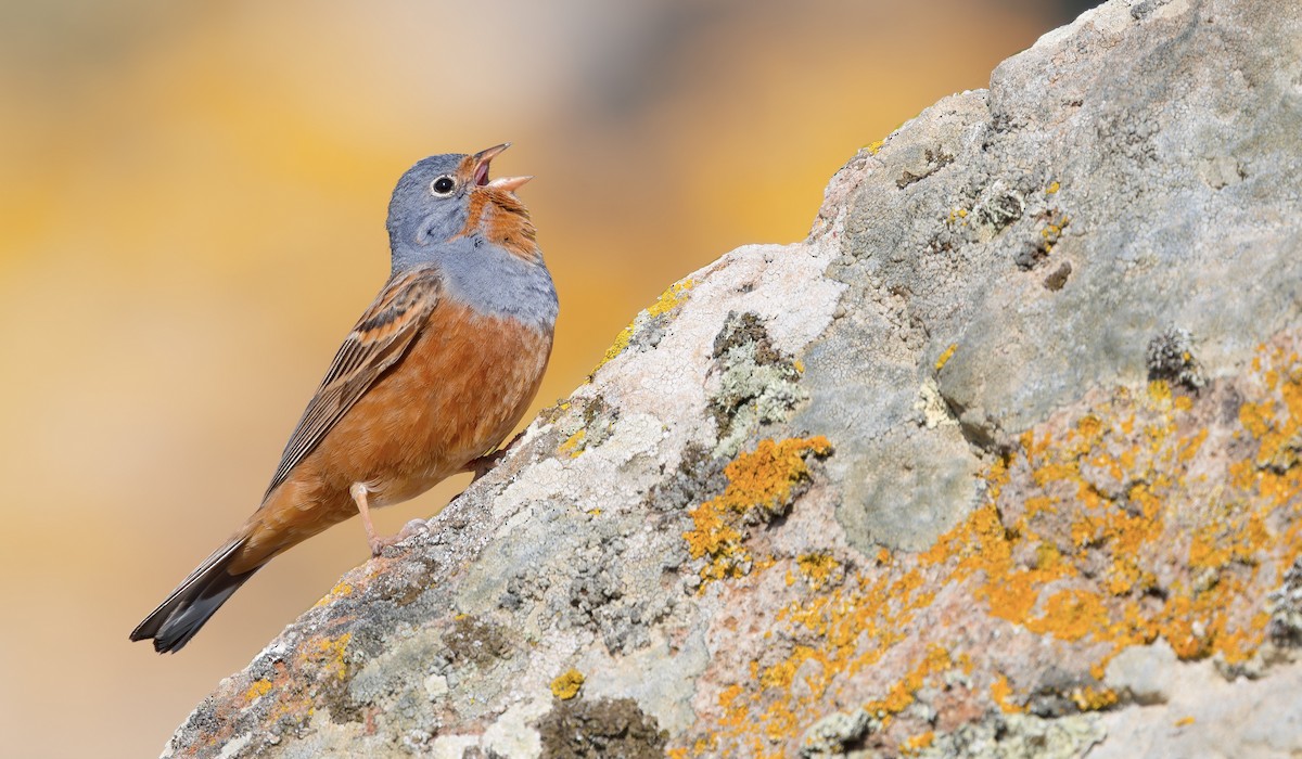 April eBirder of the Month Challenge - eBird