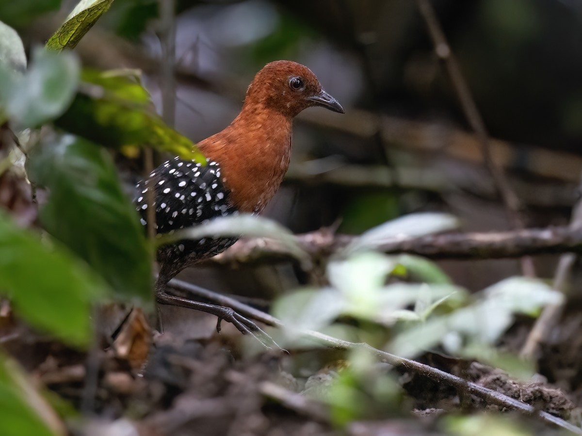 White-spotted Flufftail - Sarothrura pulchra - Birds of the World