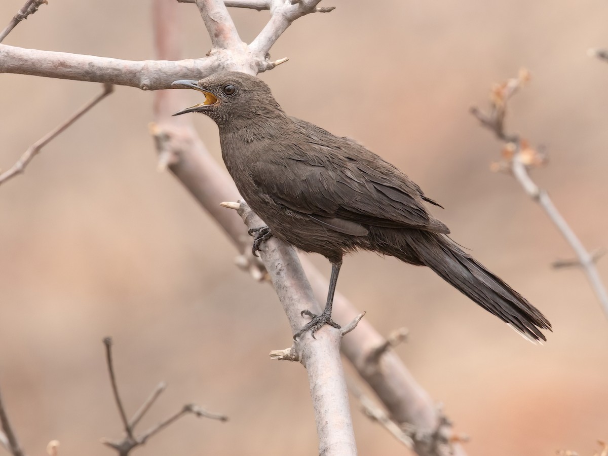 Boulder Chat - Pinarornis plumosus - Birds of the World