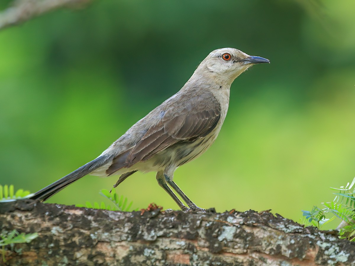 Musical Breast Expansion