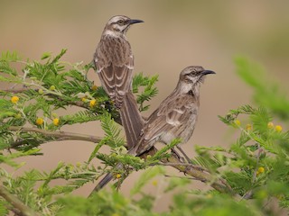 Long-tailed Mockingbird - Mimus longicaudatus - Birds of the World
