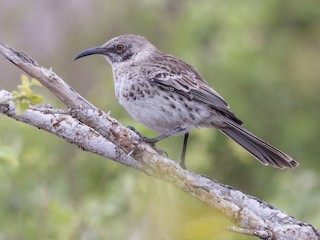 Española Mockingbird - Mimus macdonaldi - Birds of the World