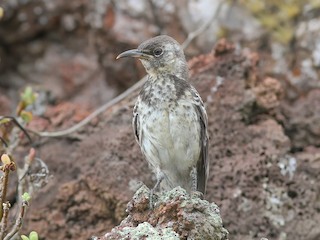 Floreana Mockingbird - Mimus trifasciatus - Birds of the World
