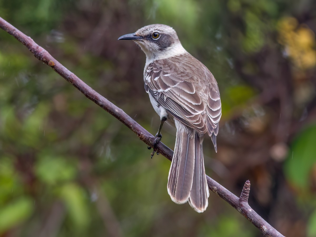 Galapagos Mockingbird - Mimus parvulus - Birds of the World