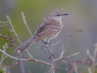 Bahama Mockingbird - Mimus gundlachii - Birds of the World
