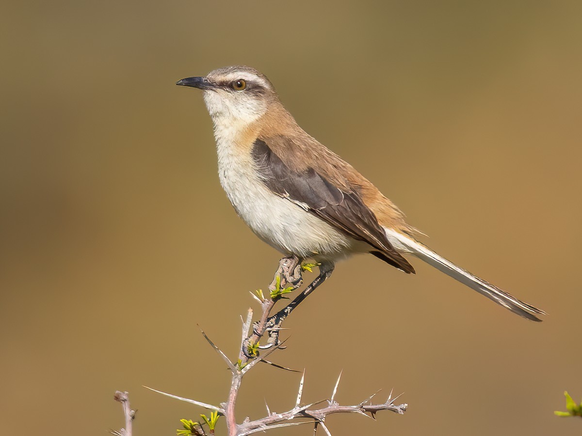 Brown-backed Mockingbird - Mimus dorsalis - Birds of the World