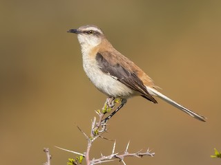 Brown-backed Mockingbird - Mimus dorsalis - Birds of the World