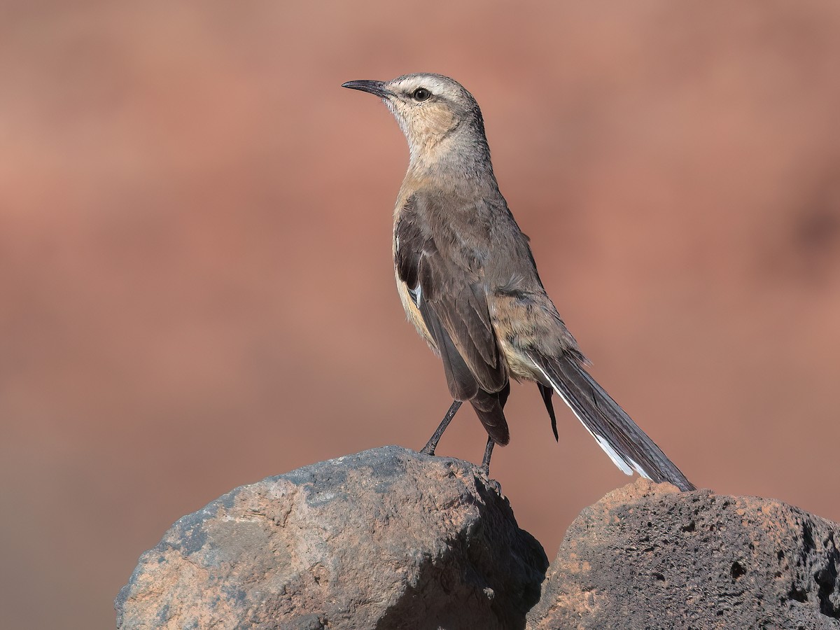 Patagonian Mockingbird - Mimus patagonicus - Birds of the World