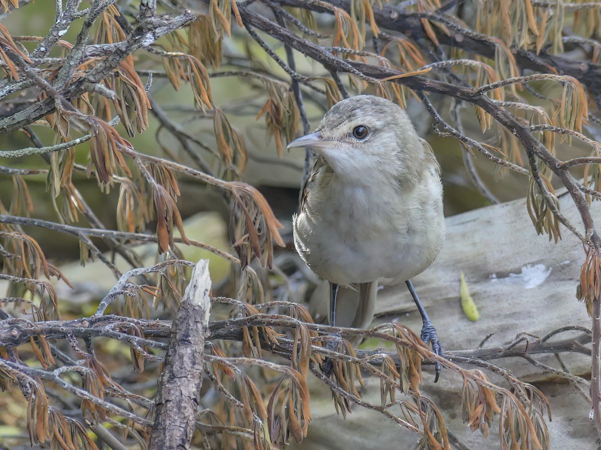 Henderson Island Reed Warbler - Acrocephalus taiti - Birds of the World