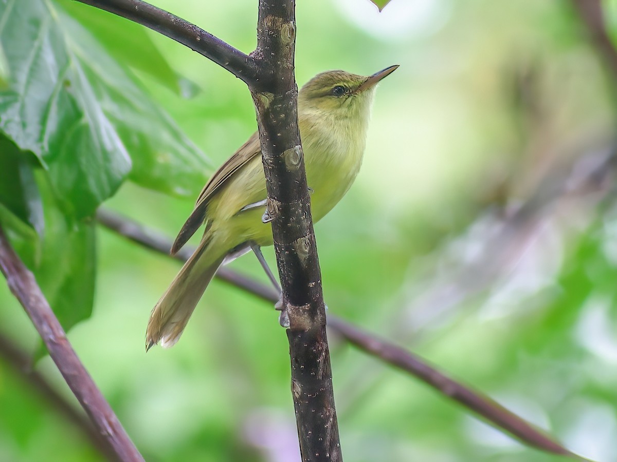 Cook Islands Reed Warbler - Acrocephalus kerearako - Birds of the World