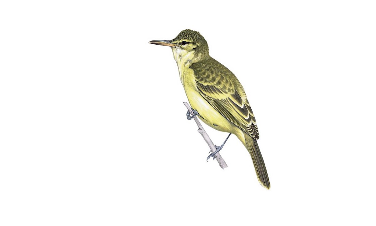 Society Islands Reed Warbler - Acrocephalus musae - Birds of the World