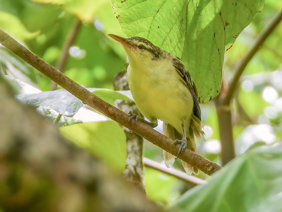 Tahiti Reed Warbler - Acrocephalus caffer - Birds of the World