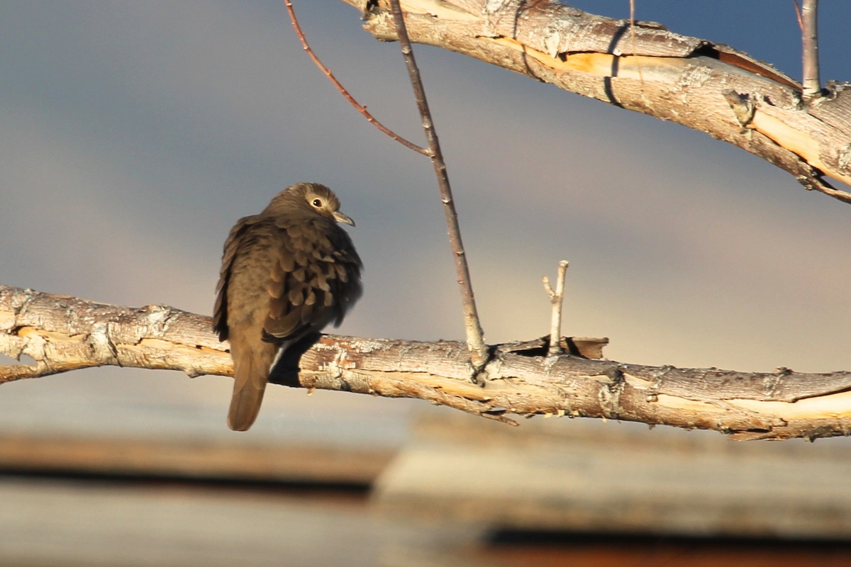 eBird Checklist - 28 Dec 2013 - Rodeo (town) - 27 species (+1 other taxa)