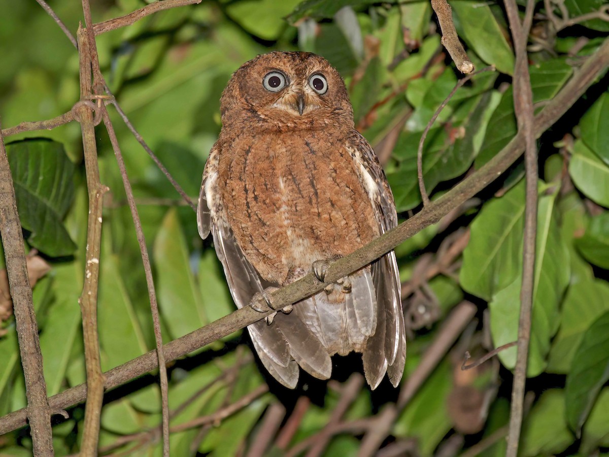 Moheli Scops-Owl - Otus moheliensis - Birds of the World