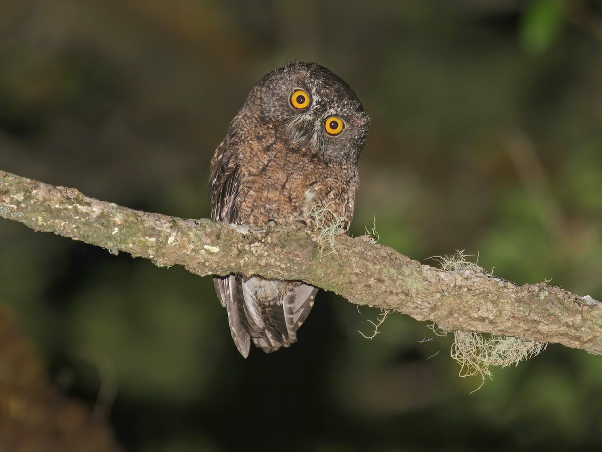 Comoro Scops-Owl - Otus pauliani - Birds of the World