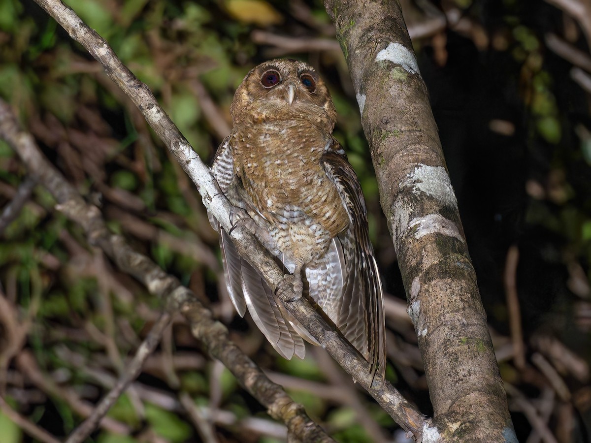 Palau Scops-Owl - Otus podarginus - Birds of the World