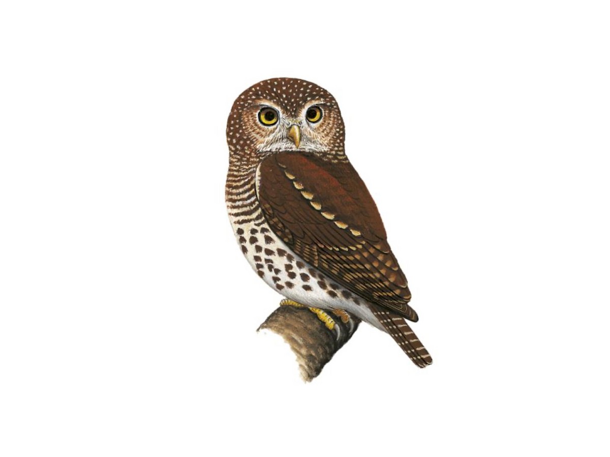 Albertine Owlet - Glaucidium albertinum - Birds of the World