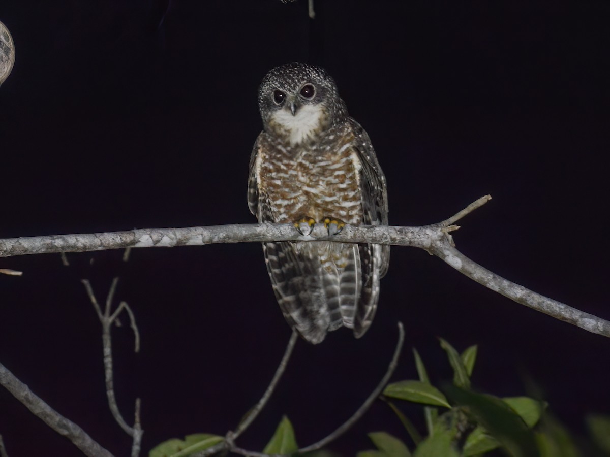 Sumba Boobook - Ninox rudolfi - Birds of the World
