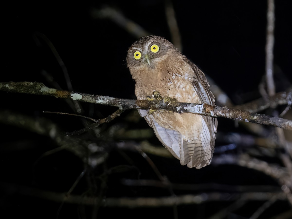 Least Boobook - Ninox sumbaensis - Birds of the World