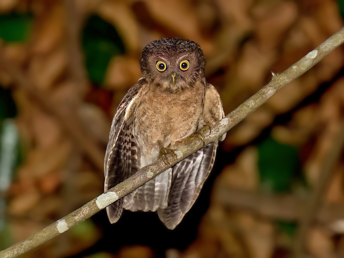 Mindoro Boobook - Ninox mindorensis - Birds of the World