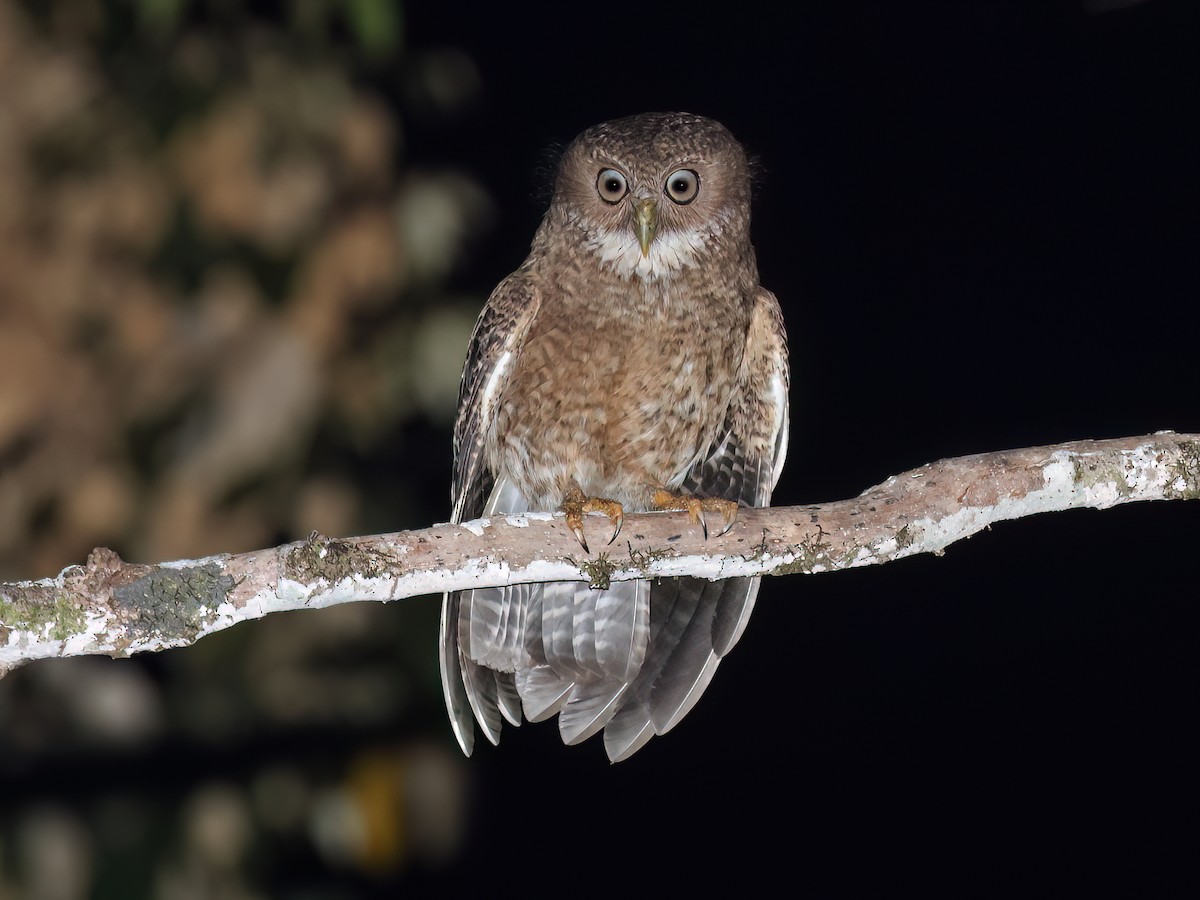 Camiguin Boobook - Ninox leventisi - Birds of the World