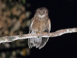 Camiguin Boobook - Ninox leventisi - Birds of the World
