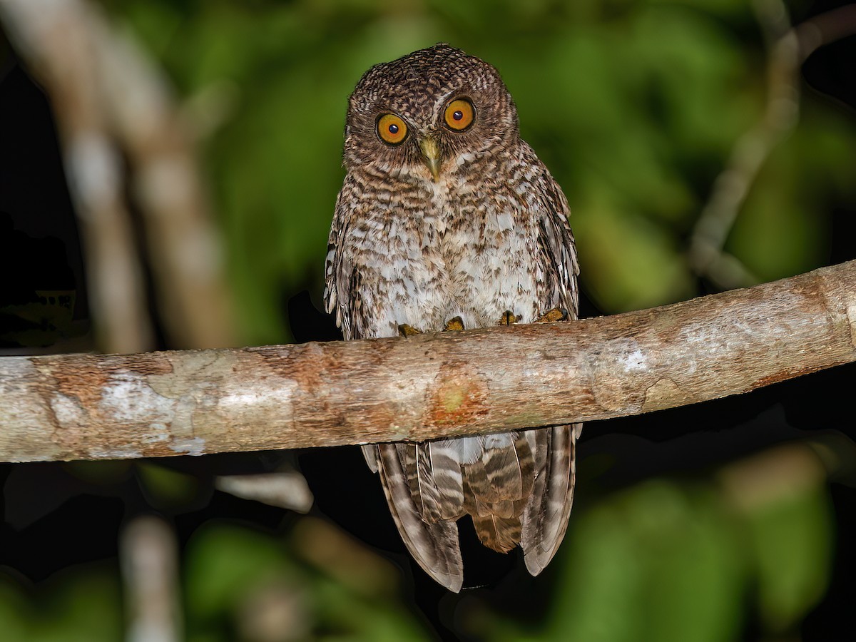 Sulu Boobook - Ninox reyi - Birds of the World