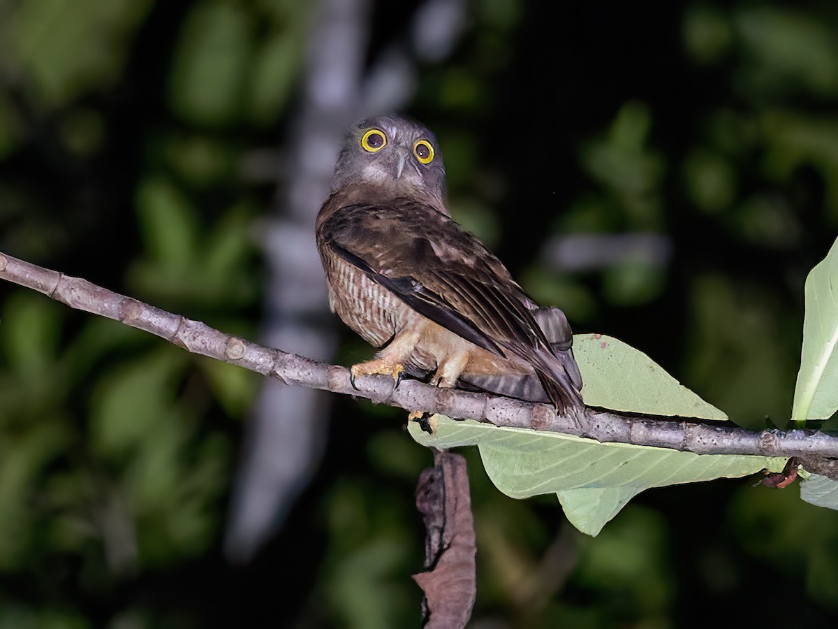 Halmahera Boobook - Ninox hypogramma - Birds of the World