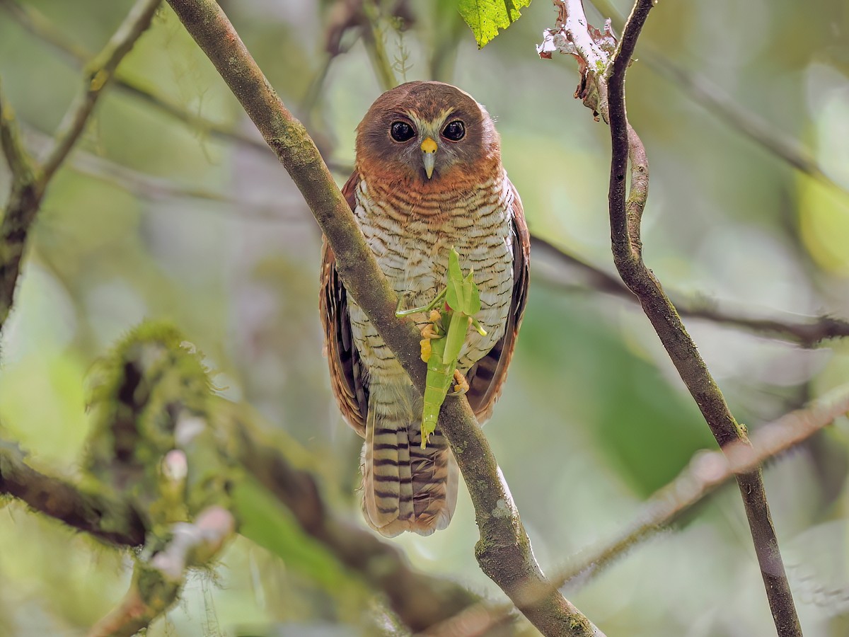 Seram Boobook - Ninox squamipila - Birds of the World